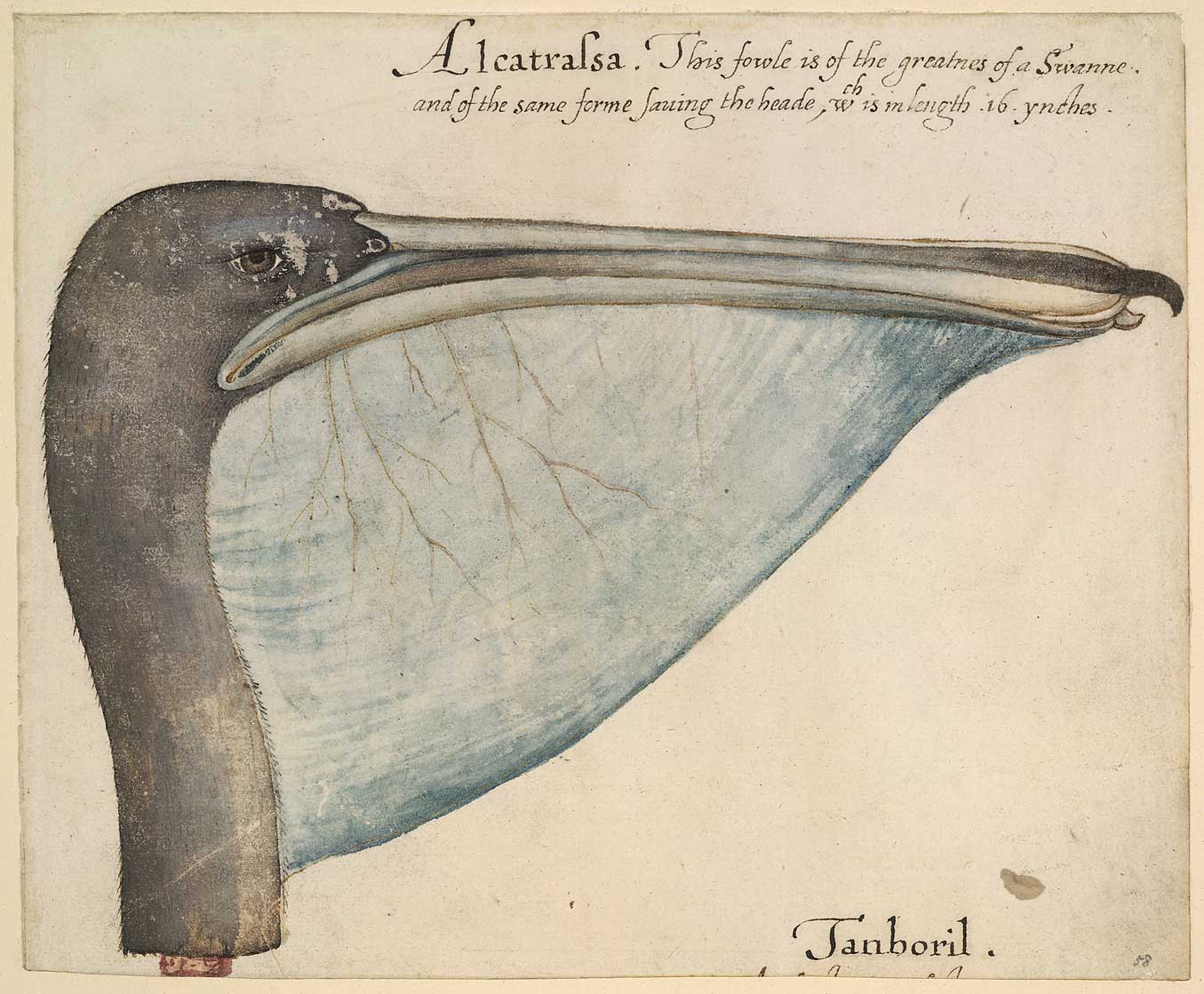 Watercolors of John White