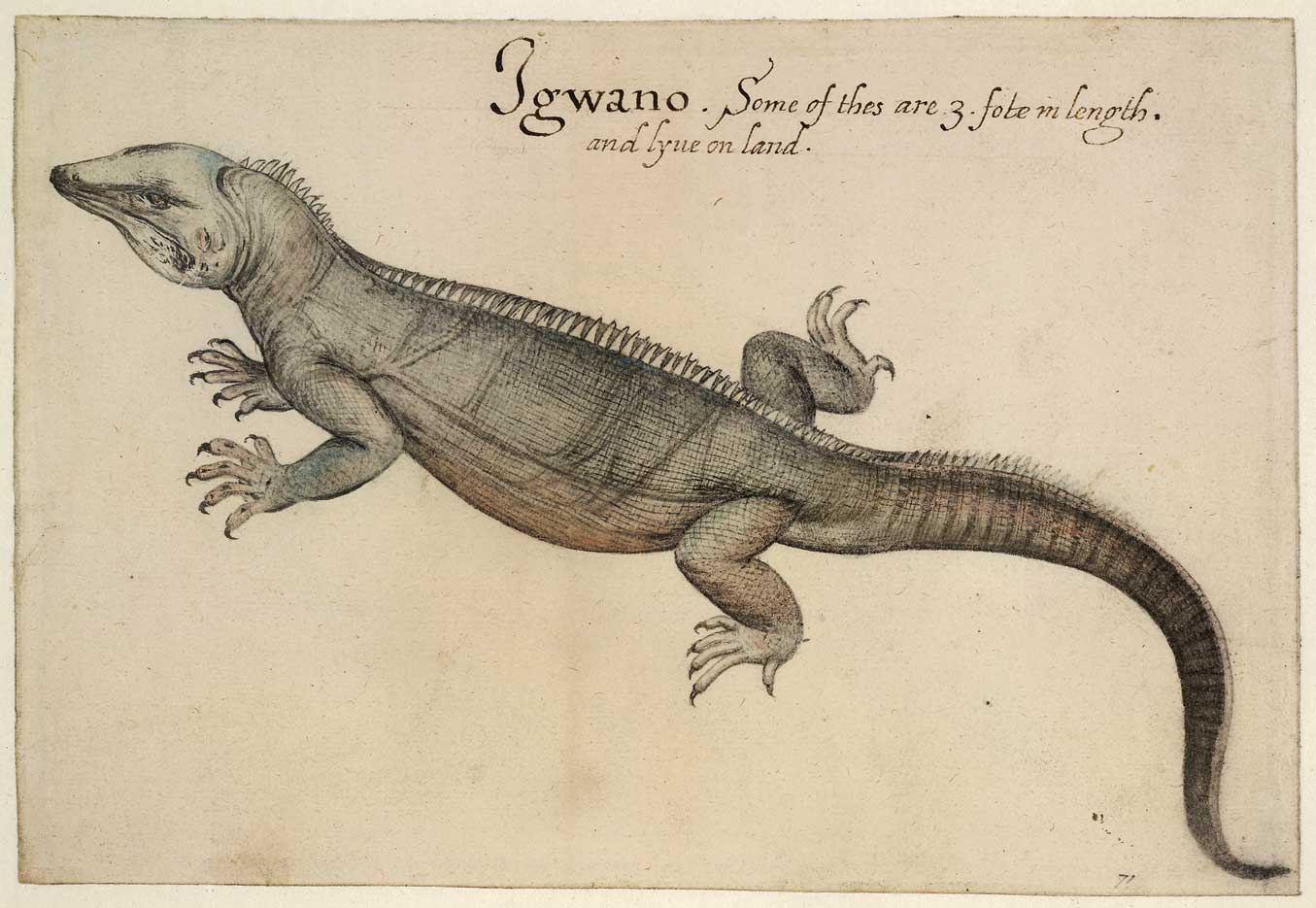 Watercolors of John White