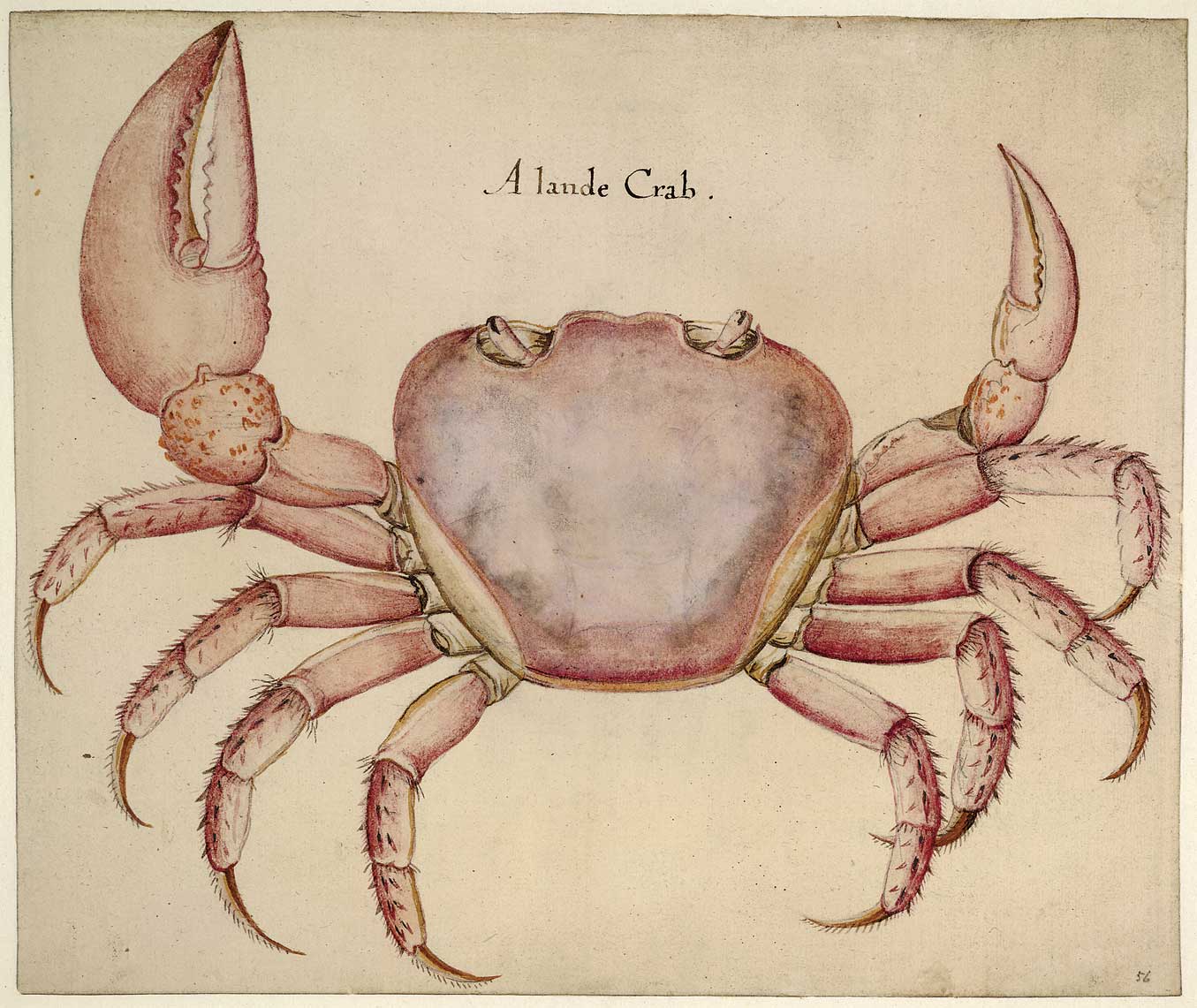 Watercolors of John White