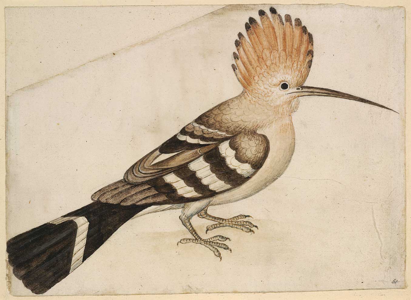 Watercolors of John White