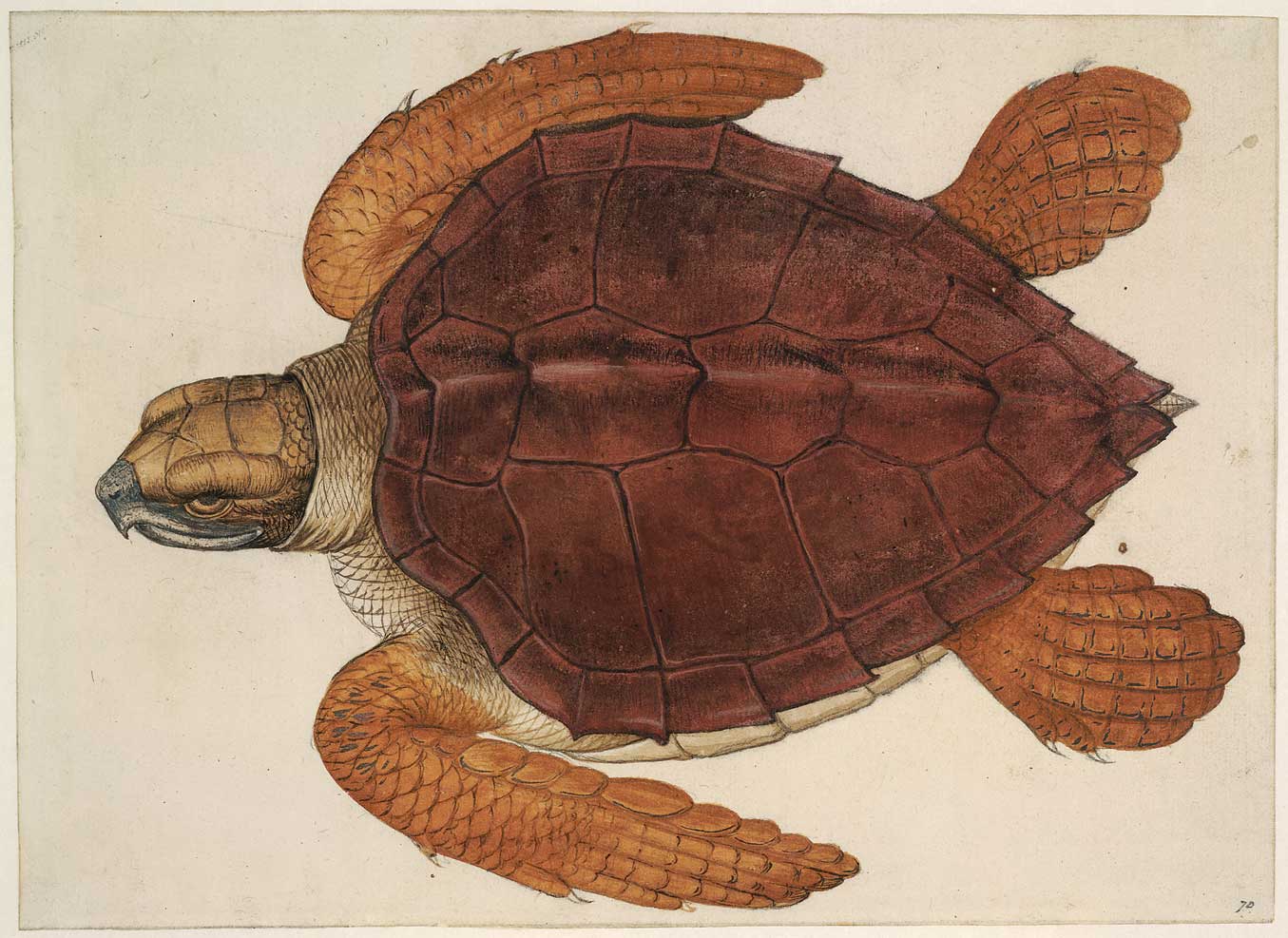 Watercolors of John White