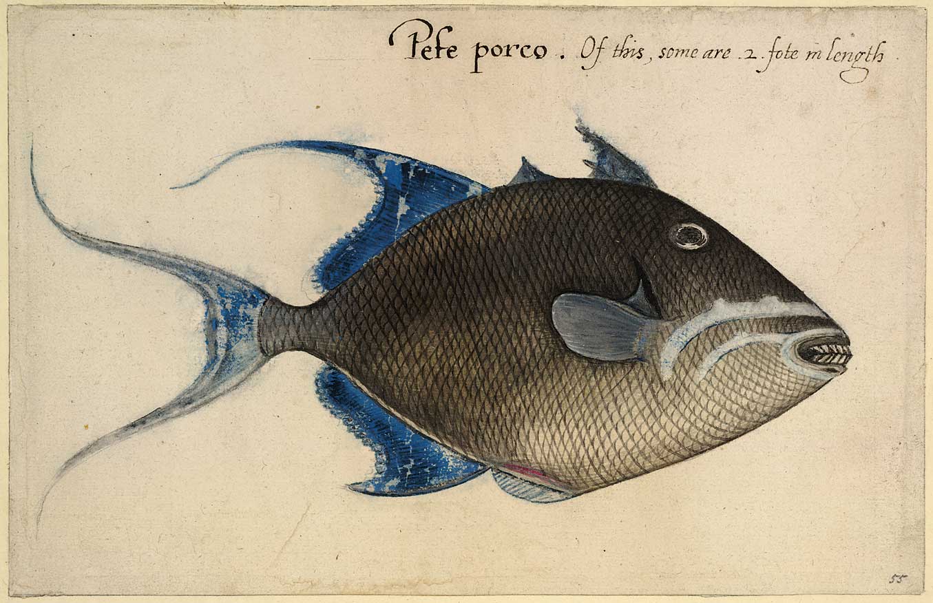 Watercolors of John White